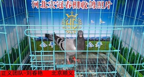 正义团队 刘春艳 zimgs