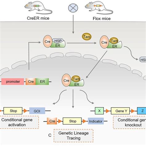 Principles And Approaches Of Inducible Cre Loxp Mediated Site Specific Download Scientific