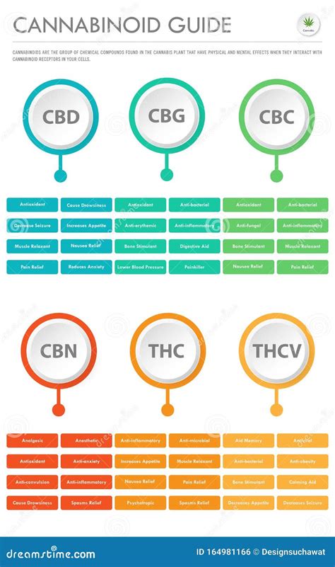 Human Cannabinoid System Horizontal Infographic Stock Illustration