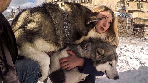 Не для слабонервных СОБАКИ СЦЕПИЛИСЬ вязка собак в первый раз Youtube