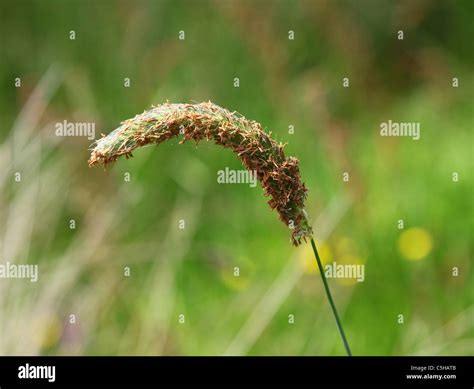 Meadow Foxtail Grass Alopecurus Pratensis Showing Inflorescence And