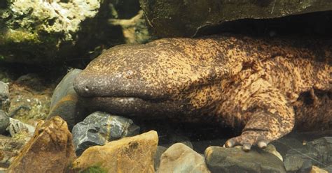 A Look At Chinese Giant Salamanders The Largest Amphibians On Earth