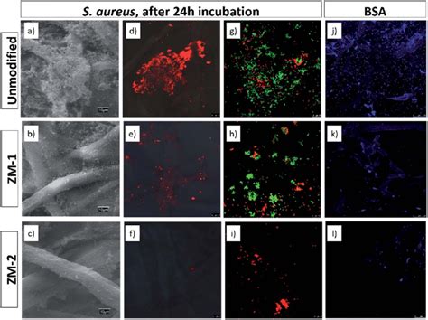 Sem Images A C And Confocal Microscopy Micrographs Showing The