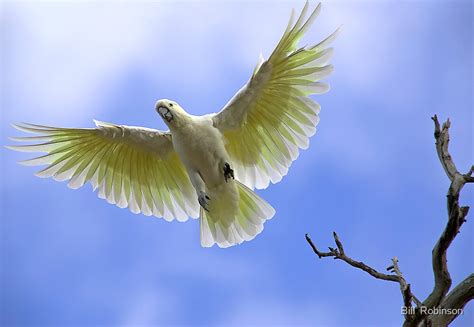 Sulphur Crested Cockatoo By Bill Robinson Redbubble