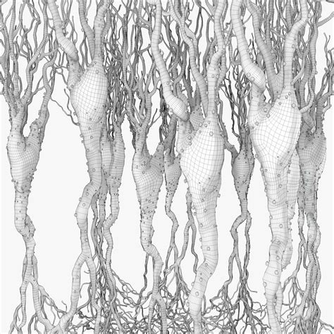 C4d Pyramidal Neurons