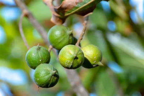 How To Start A Macadamia Nut Farm From Scratch BootstrapBee Com Actionable Bootstrapping