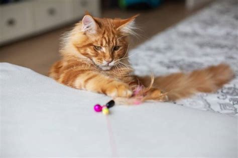 10 Best Maine Coon Cat Toys In 2025 Reviews And Top Picks Hepper Pet