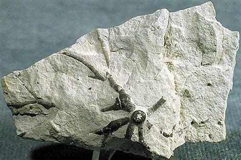 Echinoderms Natural History Museum