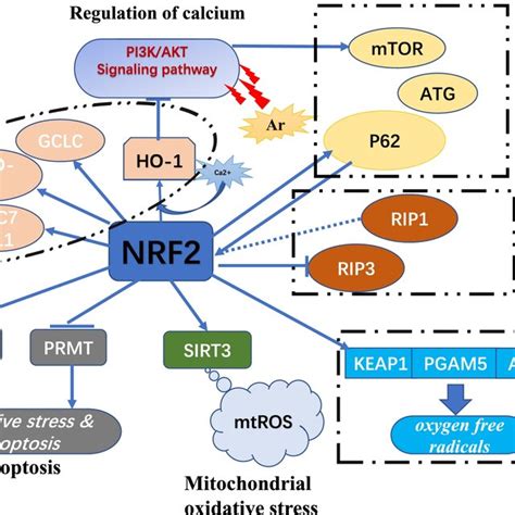 The Main Regulation Modes Of Nrf2 Signalling Pathway The Regulation Of Download Scientific