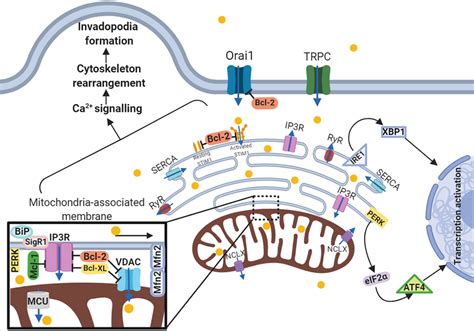 Schematic Representation Of The Link Between Er Mitochondria Network