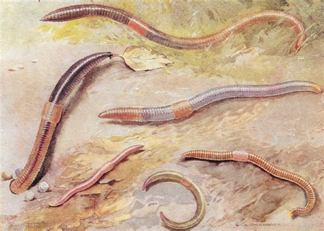 Earthworm Diversity Earthworm Society Of Britain