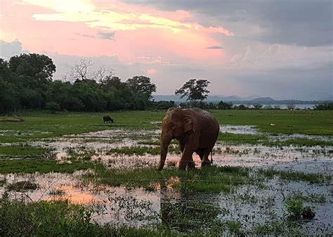 Yala National Park