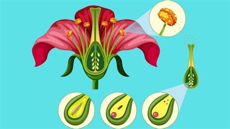 La Reproducción Sexual De Las Plantas Con Flores Un Proceso Fascinante
