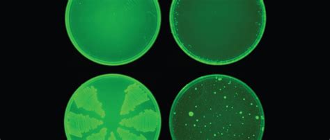 New Superbug Killing Antibiotic Discovered Using Ai Community Jameel