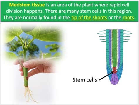 Stem Cells Teaching Resources