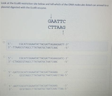 Solved Look At The EcoRI Restriction Site Below And Tell Chegg