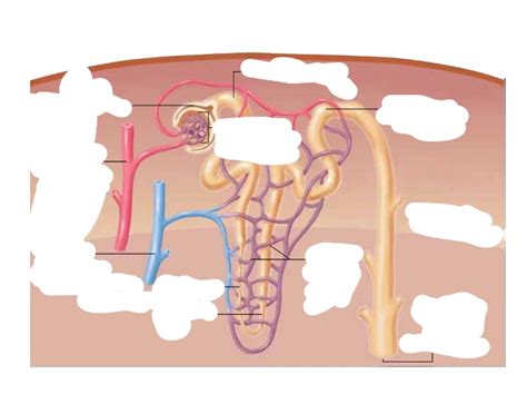 Nephron And Its 3 Functional Regions Quiz