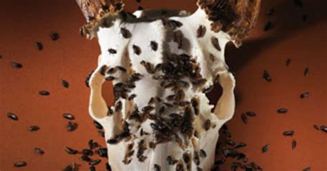 Photo By Nick Ferrari Dermestid Beetles Courtesy Of