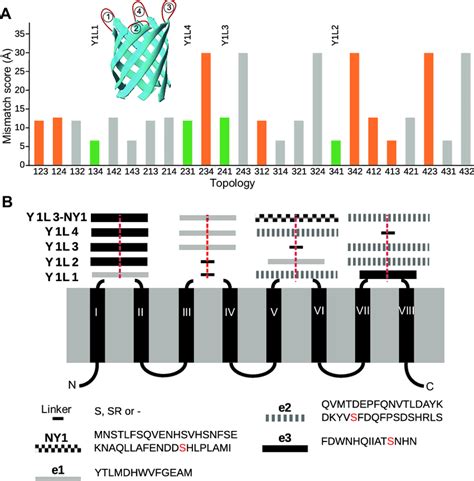 Design Of Receptor Constructs A Calculation Of The Mismatch Score Download Scientific