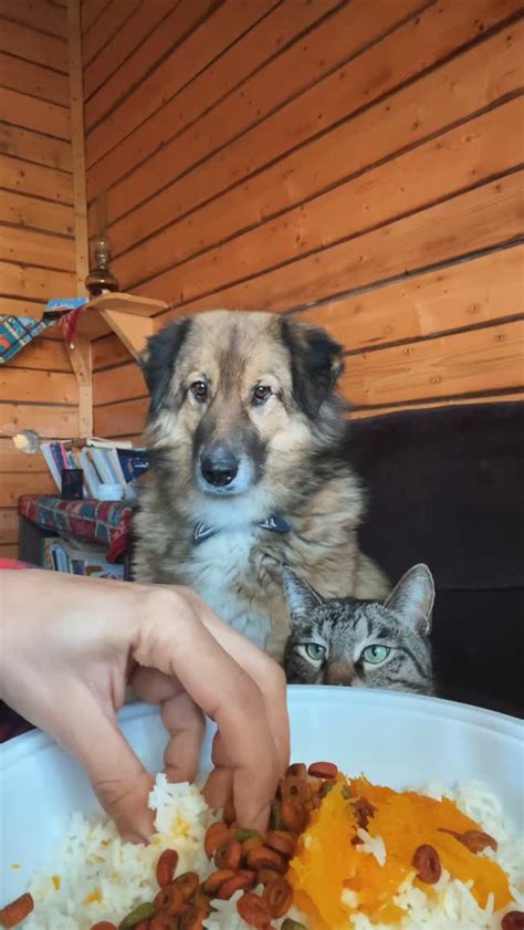 ‎🪔 خوشگلک آباد‎ ‎نون خشک چایی غذایِ مورد علاقه ی آزادِ 😐 ما شبیه هم