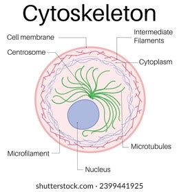 Structure Function Cytoskeleton Stock Vector Royalty Free 2399441925 Shutterstock