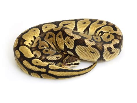 Citrus Pastel Specter Markus Jayne Ball Pythons