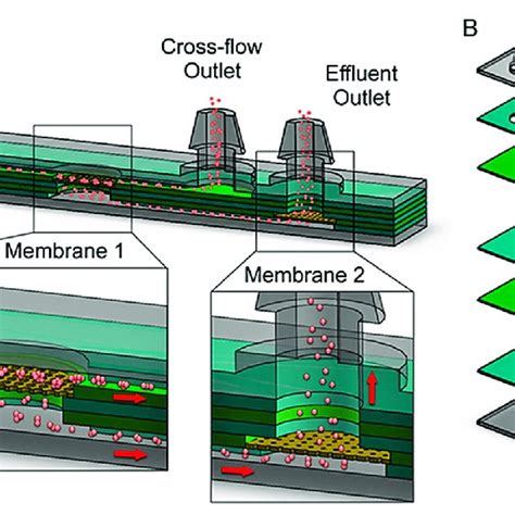 Microfluidic Filter Device For Tissue Specimens A Schematic Of The