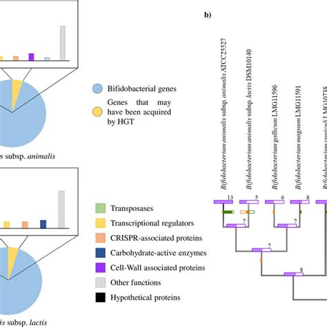 Evolutionary Gene Gain And Gene Loss Analysis Within The B