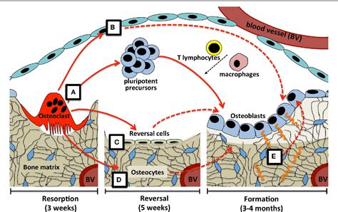 Osteoclasts Vs Osteoblasts