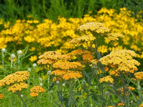 Hardy Yarrow Plants Learn About Yarrow Varieties For Zone 5 Gardens Gardening Know How