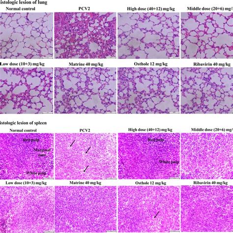 The Replication Of Pcv2 Cap Gene In Mouse Liver The Expression Of Pcv2