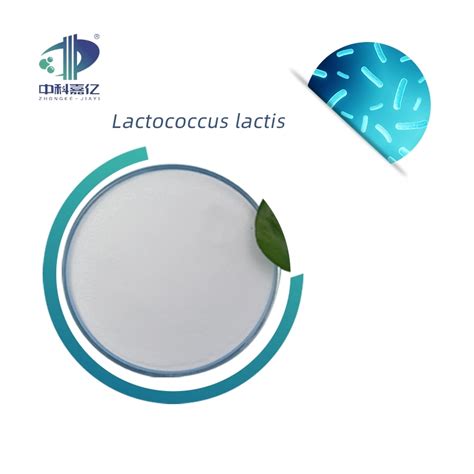 Lactococcus Lactis Probiotic Immune Booster For Digestive And Immune Health China Probiotic