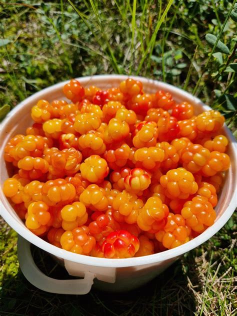 Multer Med Høy Kvalitet Finn Torget