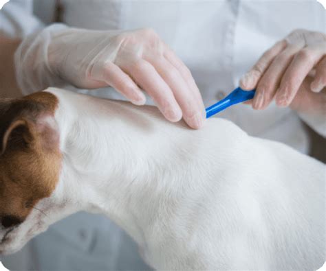 Parasite Testing And Control St Johns Vets Animal Hospital