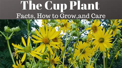 The Cup Plant Facts Grow And Care And Tons Of Butterflies
