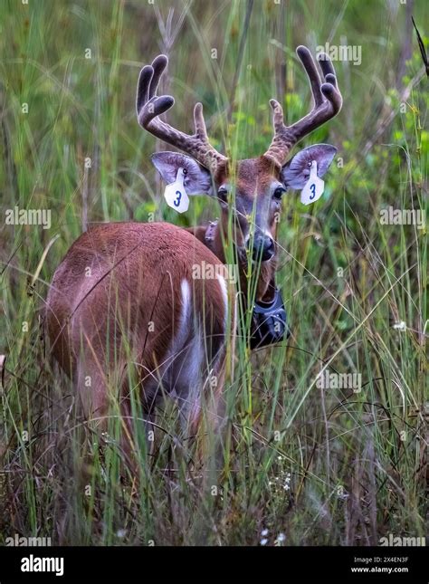 A Male White Tailed Deer Wears Various Marking To Aid Identification