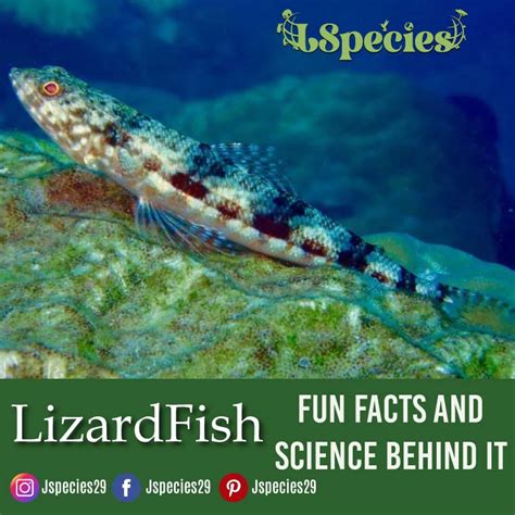 Lizardfish All You Need To Know
