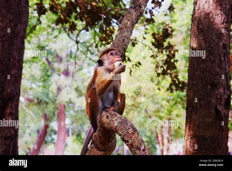 A Fruit Eating Monkey On A Tree Stock Photo Alamy