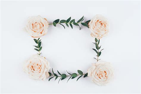 흰색 배경에 장미 꽃과 유칼립투스 가지의 프레임입니다 National Womens Day에 대한 스톡 사진 및 기타 이미지 National Womens Day 개념