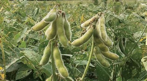 Recommended Early Maturing Varieties For Late Sowing Of Soybean Crop In