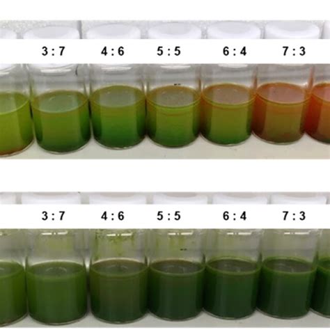Growth Curve Of E Gracilis On Synthetic Media Vb1 And Vb12 Were