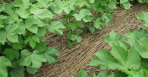 Usda Launches Regenerative Pilot Program Science Societies