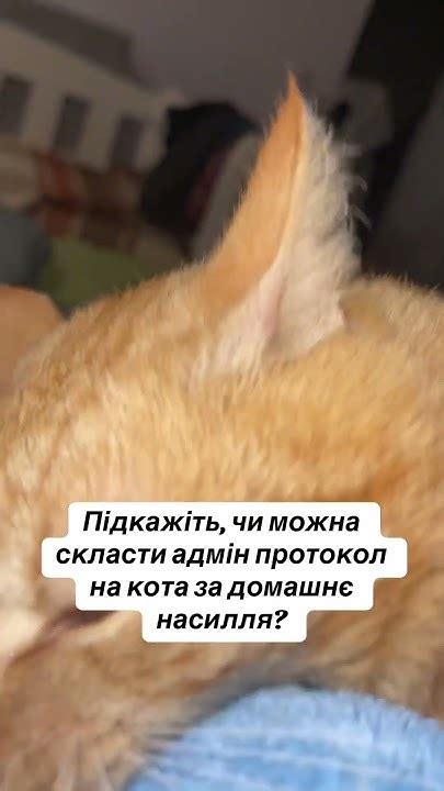 КІТ ЧІПС ТА АДМІН ПРОТОКОЛИ приколы Cat Catlover Funny Cute кот котик котики юмор смех