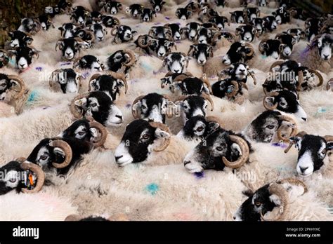 Domestic Sheep Swaledale Ewes Flock Standing In Pen On Farm Cumbria