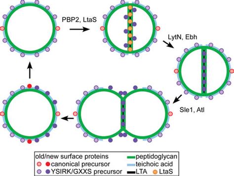 Staphylococcal Protein Secretion And Envelope Assembly Pmc