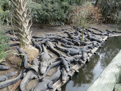 St Augustine Alligator Farm Zoological Park Sint Augustinus 2020