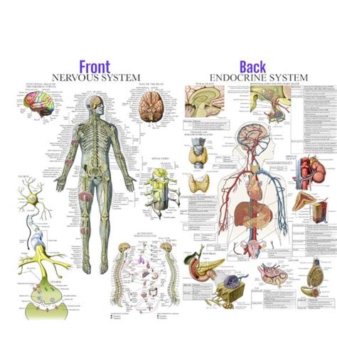 Learning Palace Wall Decor Laminated Anatomy Poster Autonomic