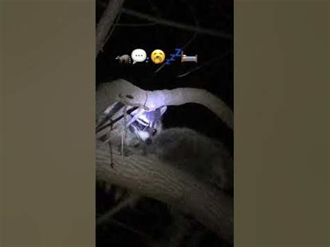 Good Night Raccoon 🦝 Sleep 😴 Tight And Dream 💭 Youtube