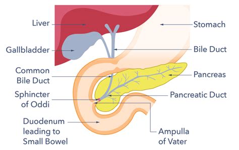 Chronic Pancreatitis Slide Show Understanding Chronic Pancreatitis