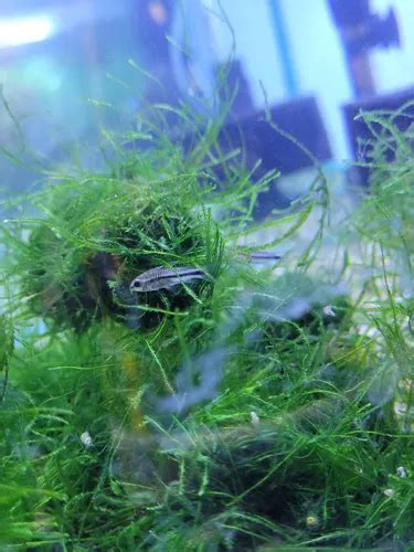 Musgo De Java Cuotas Sin Interés